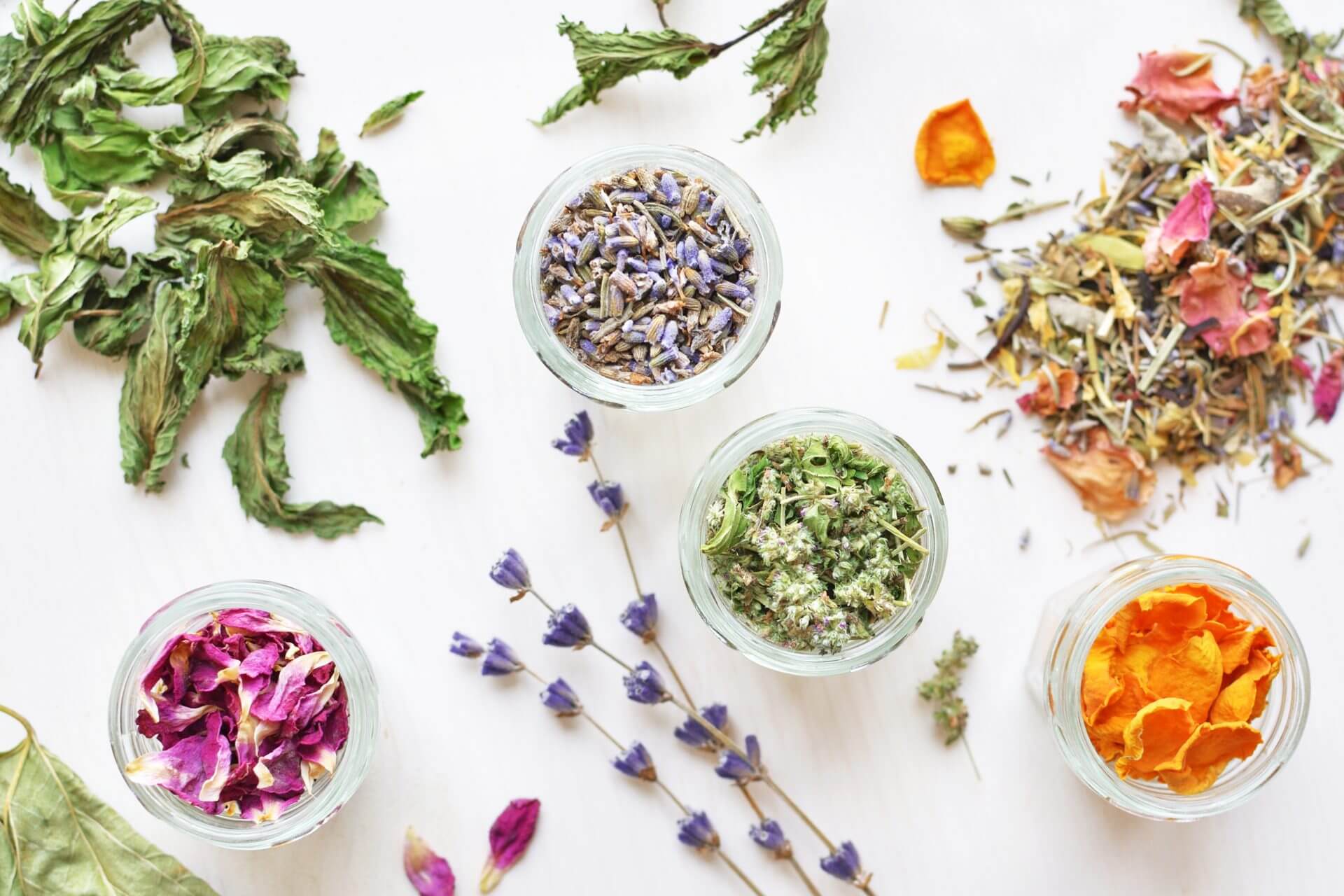 Parlons botanique… - Le Petit Herboriste